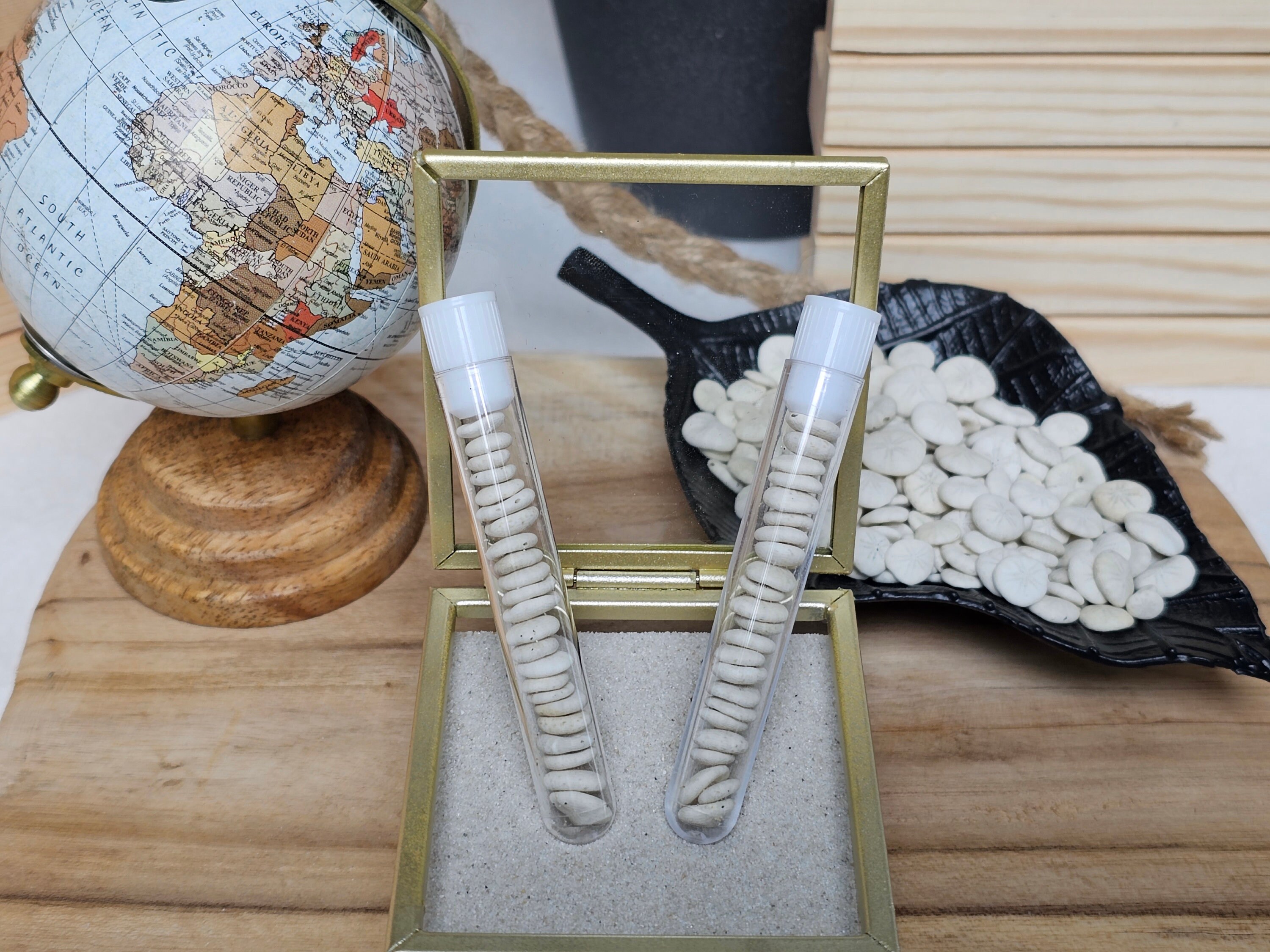 Baby Sand Dollar Set 20 Pieces Plastic Tube Mini Sand Dollar Shells ...