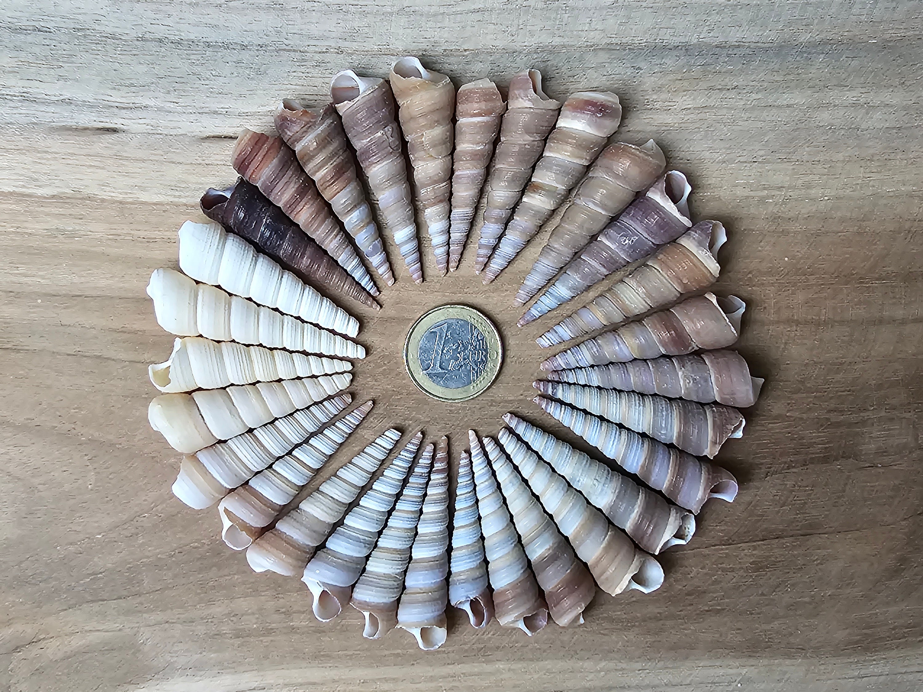 10 Brown White Spiral Turritella Shells Small Shells Tiny - Etsy