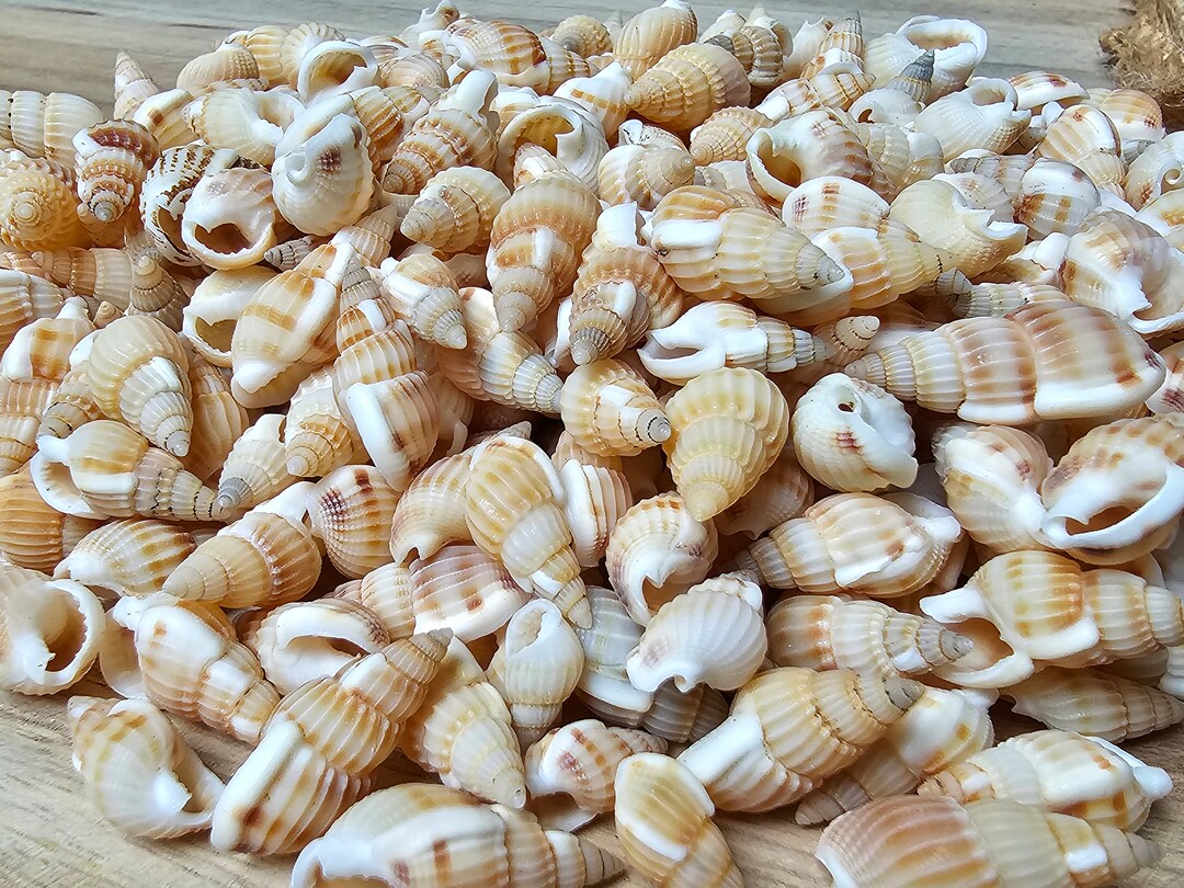 100 Tiny Mini Spiral Staircase Set, Small Shells, Tiny Beach Finds ...