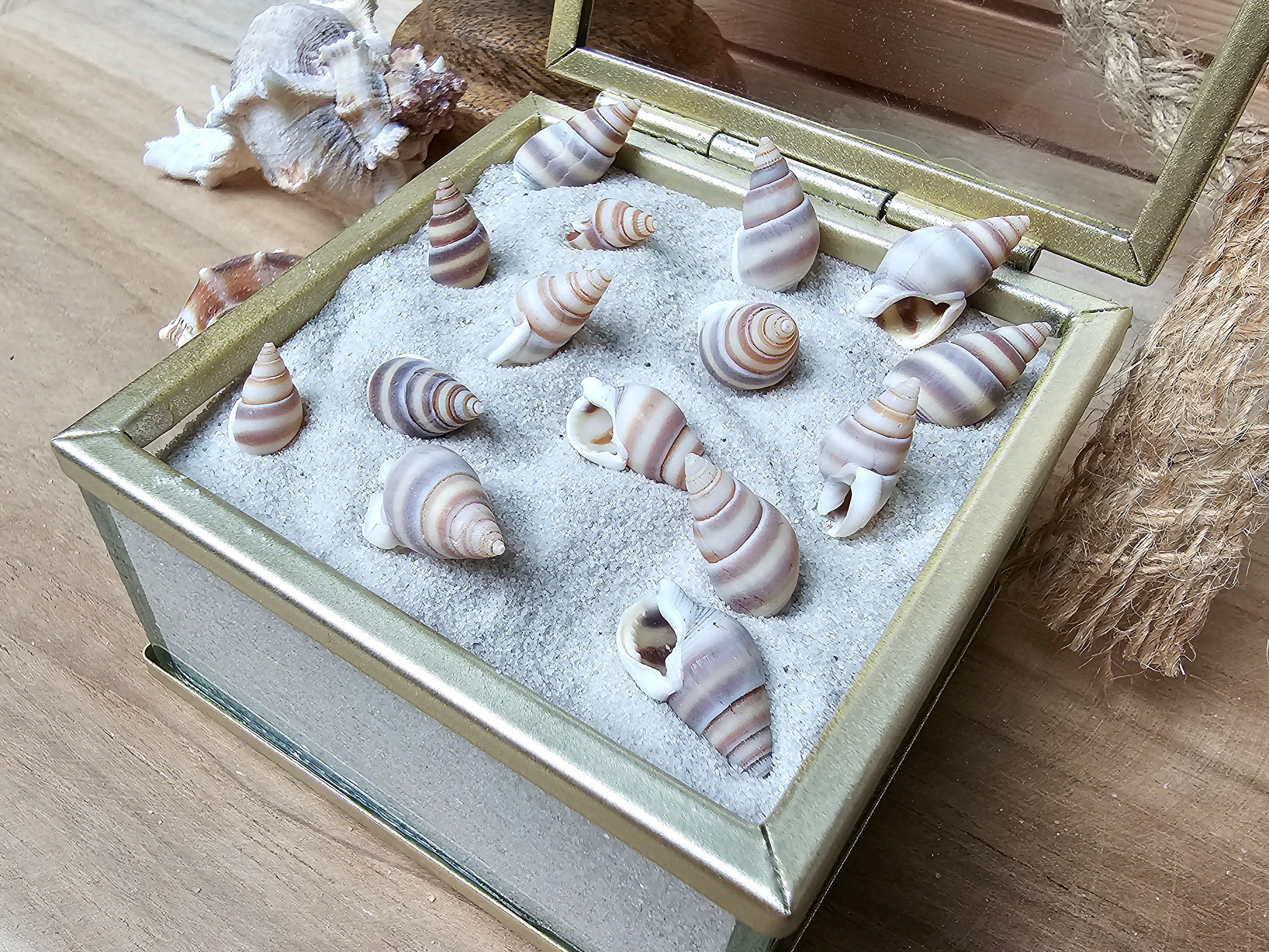 Mini Sea Shell Set, 100 Pieces, Small Shells, Tiny Beach Finds, Shells ...