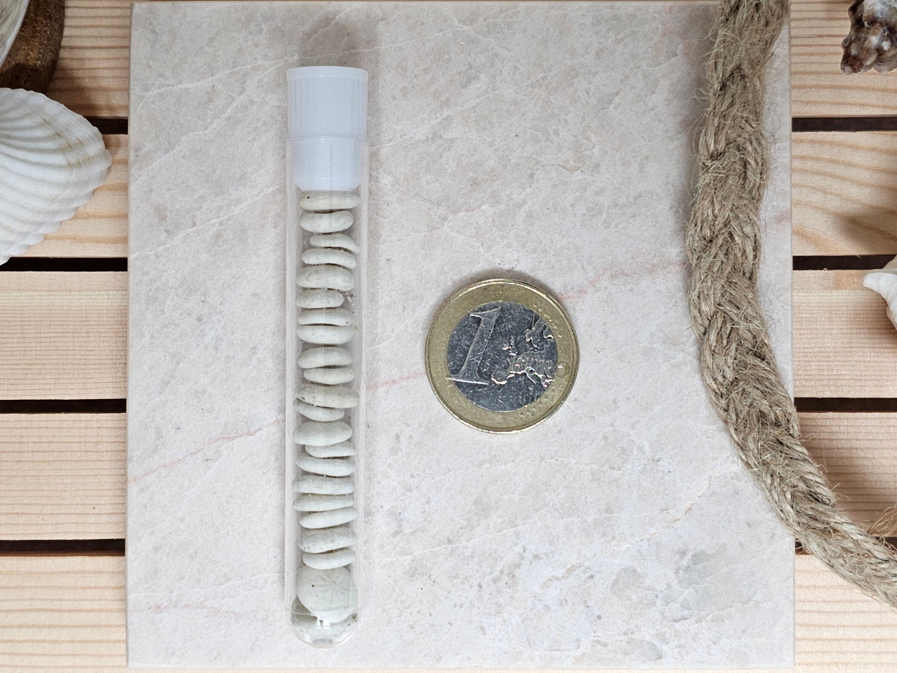 Baby Sand Dollar Set 20 Pieces Plastic Tube Mini Sand Dollar Shells ...