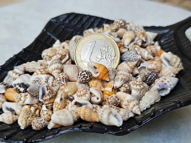 100 Baby Sea Shell Mix, Small Shells, Tiny Beach Finds, Mini Shells ...