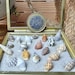 100 Baby Sea Shell Mix, Small Shells, Tiny Beach Finds, Mini Shells ...