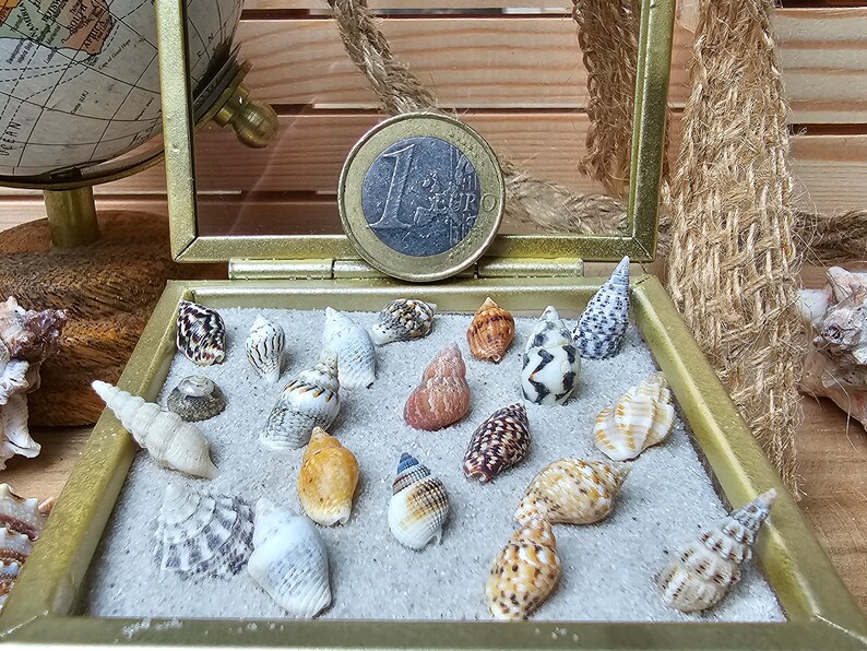 100 Baby Sea Shell Mix, Small Shells, Tiny Beach Finds, Mini Shells ...