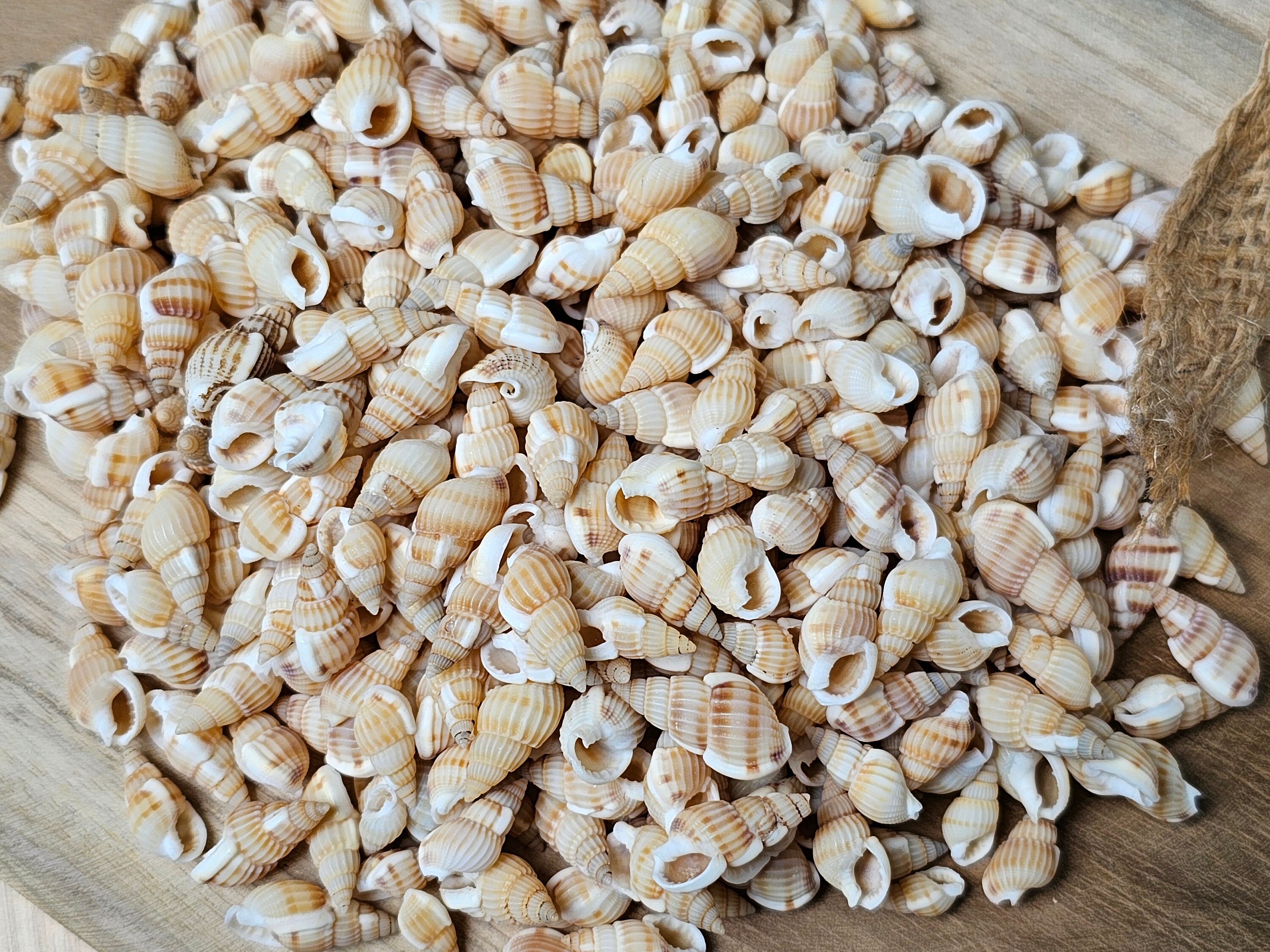 100 Tiny Mini Spiral Staircase Set, Small Shells, Tiny Beach Finds ...