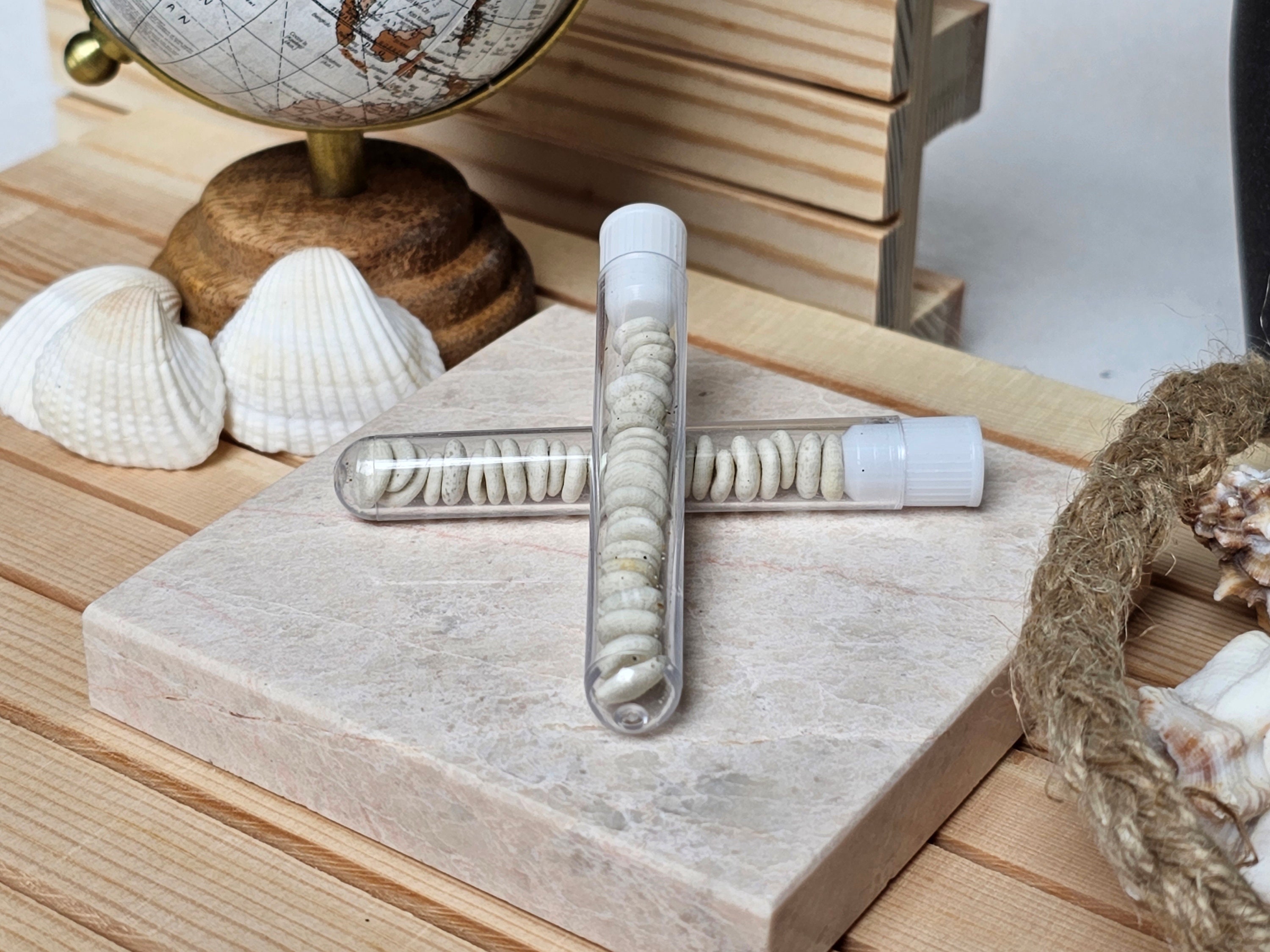 Baby Sand Dollar Set 20 Pieces Plastic Tube Mini Sand Dollar Shells ...