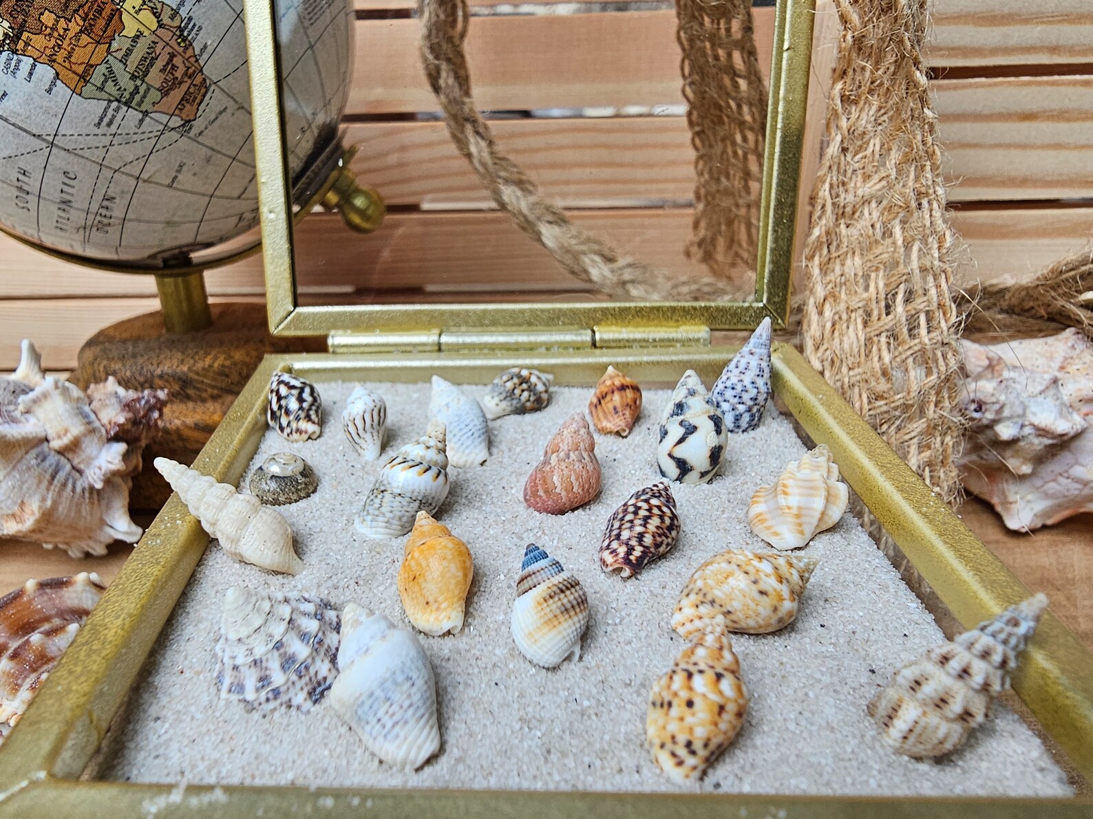 100 Baby Sea Shell Mix, Small Shells, Tiny Beach Finds, Mini Shells ...