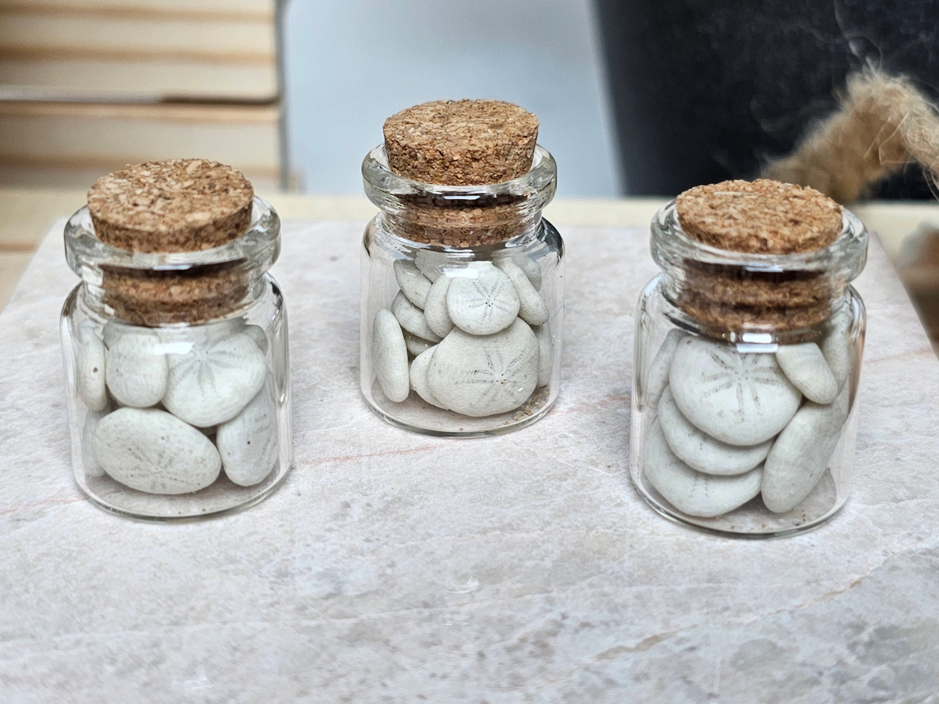 Baby Sand Dollar Set ~20 Pieces - One Mini Glass Bottle With Cork ...
