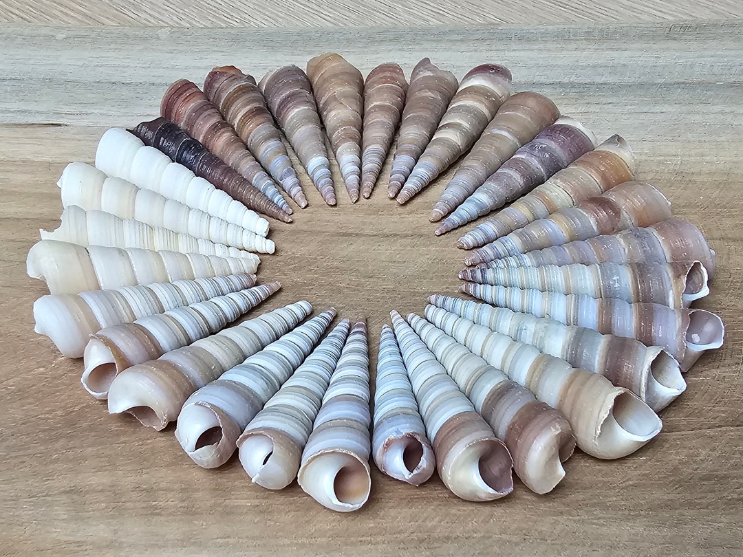 10 Brown White Spiral Turritella Shells, Small Shells, Tiny Beach Finds ...