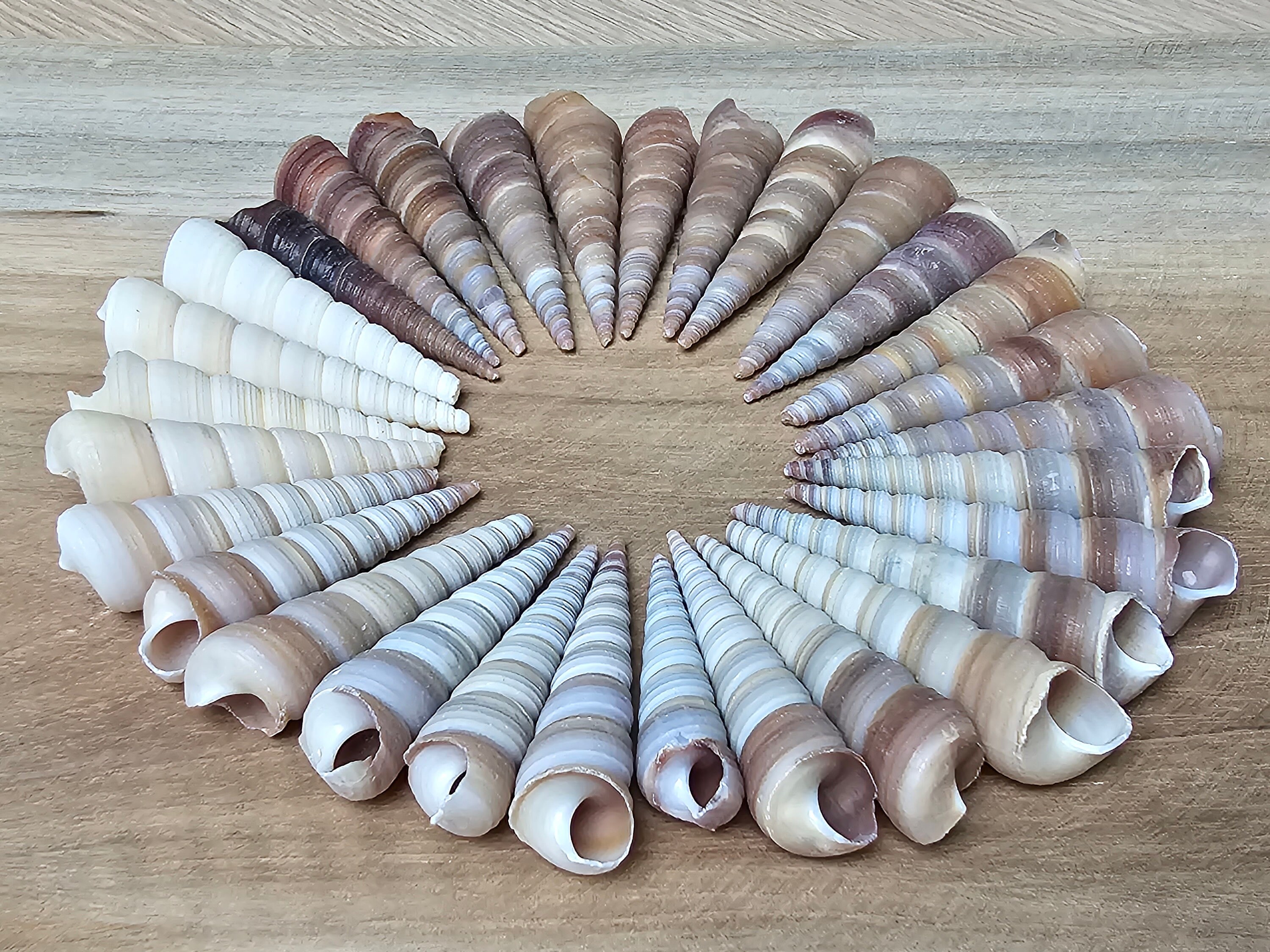 10 Brown White Spiral Turritella Shells Small Shells Tiny - Etsy