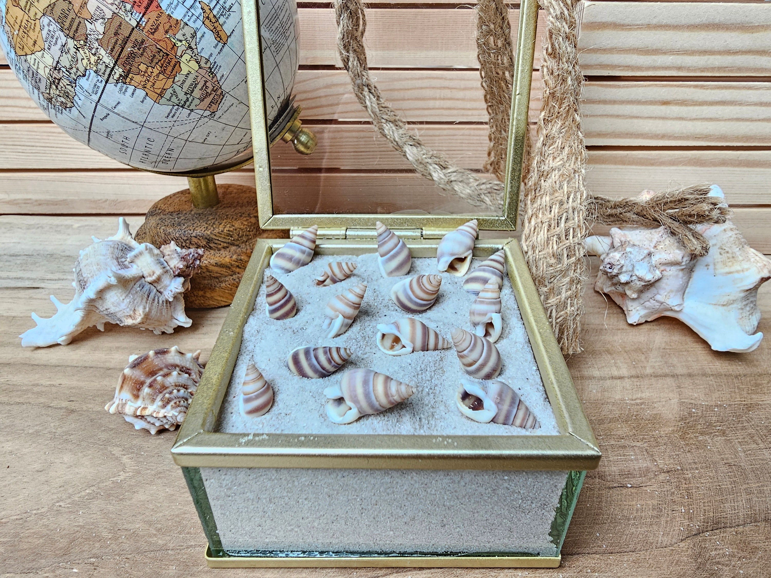 Mini Sea Shell Set, 100 Pieces, Small Shells, Tiny Beach Finds, Shells ...