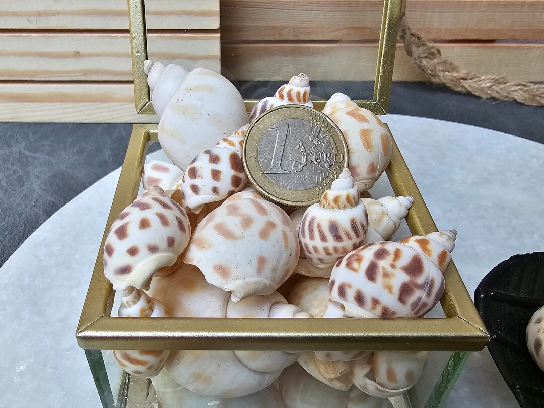 50 Sea Shells Set, Babylonia Arreolata, Tiny Beach Finds, Shells, Sea ...