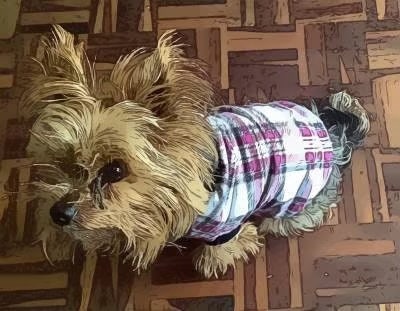 Dog Coat/jersey PDF Sewing Pattern. Dog Jersey/jacket in 5 Sizes XS-L ...