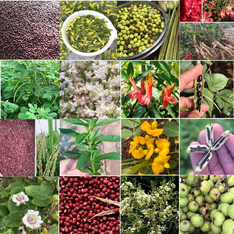 Organic Teas Detox Sleep and Lung Health Caffeine-free Immune-boosting ...