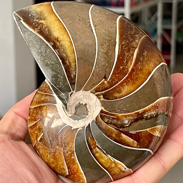 Ammonite Fossil - Etsy