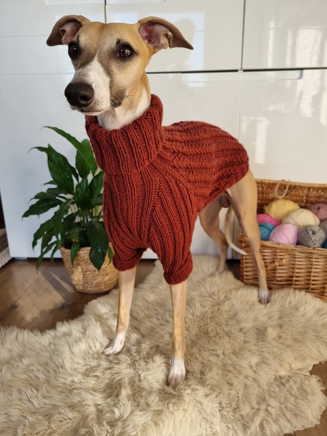 Merino Wool Sweater for Dog Ear Pattern Short Sleeve - Etsy