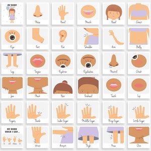 Body Parts Flashcards | Preschool Flash Card | Human Anatomy & Organs ...