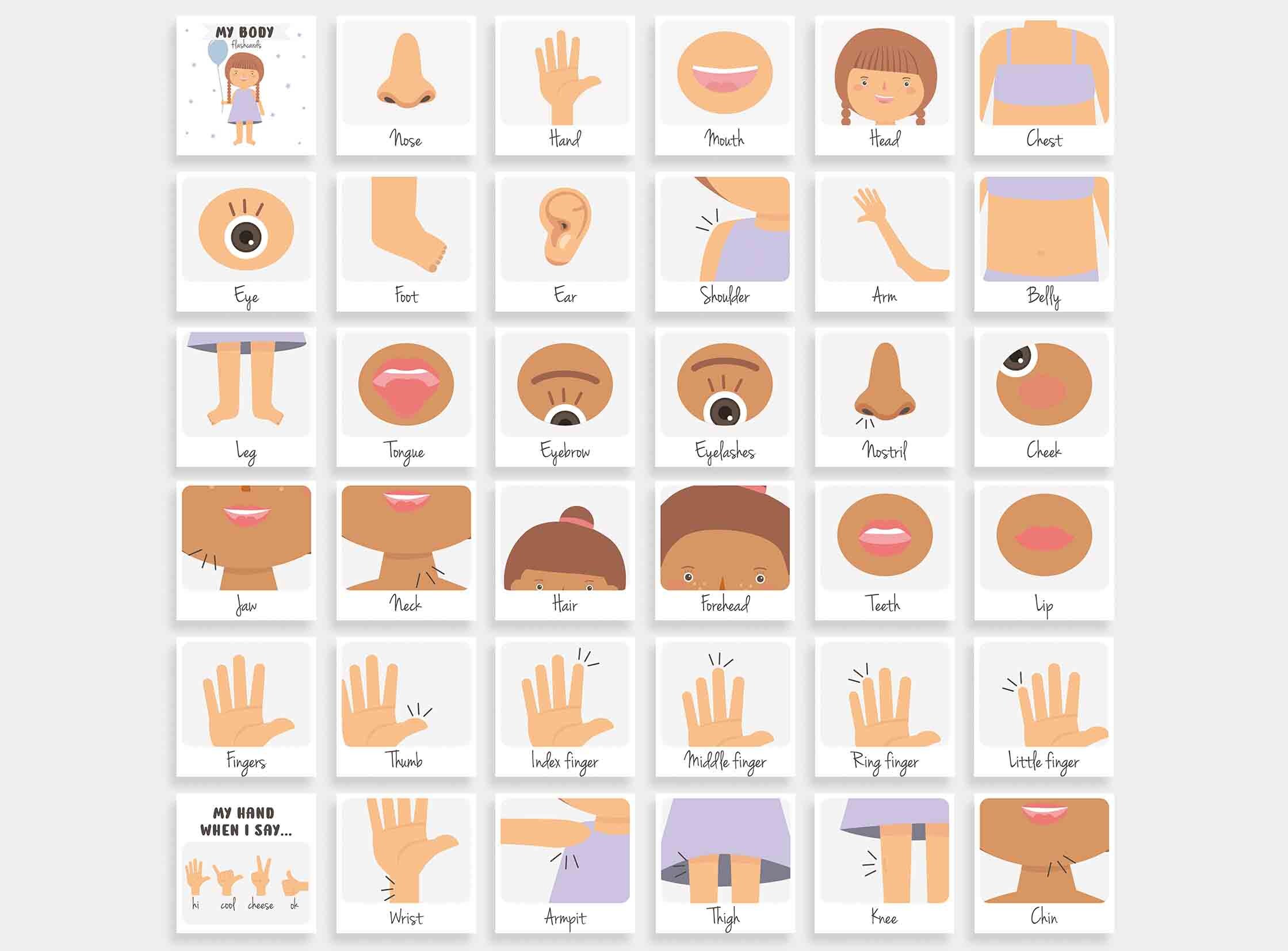 Body Parts Flashcards | Preschool Flash Card | Human Anatomy & Organs ...