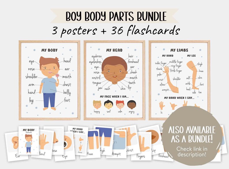 Body Parts Flashcards | Preschool Flash Card | Human Anatomy & Organs ...