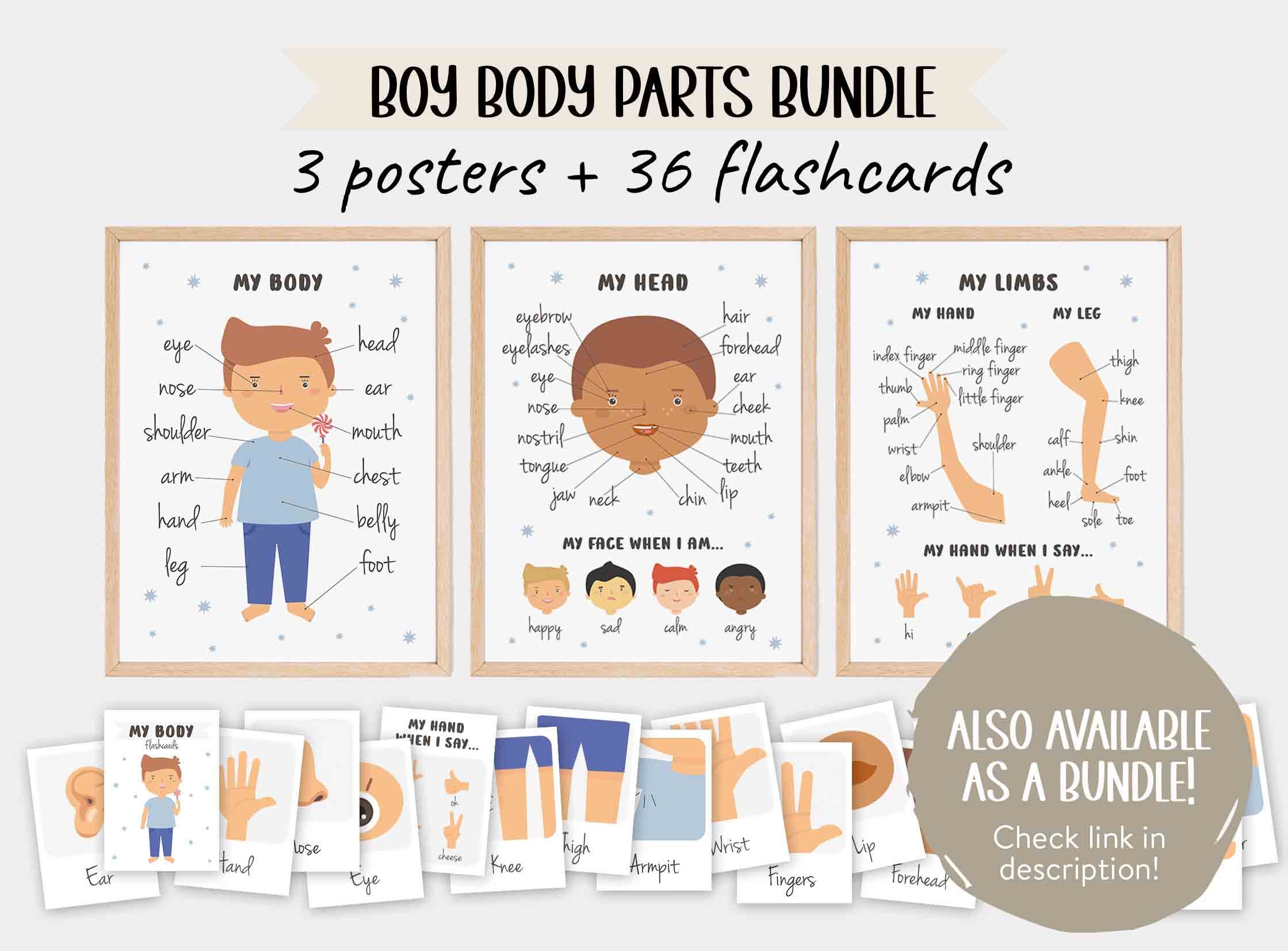 Body Parts Flashcards | Preschool Flash Card | Human Anatomy & Organs ...