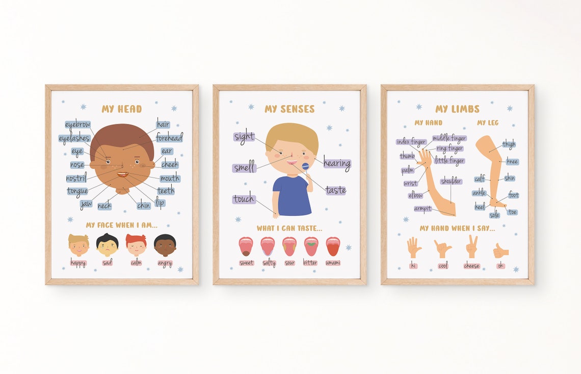 Boy's My Body Parts Educational Poster Set Montessori Human Anatomy for ...