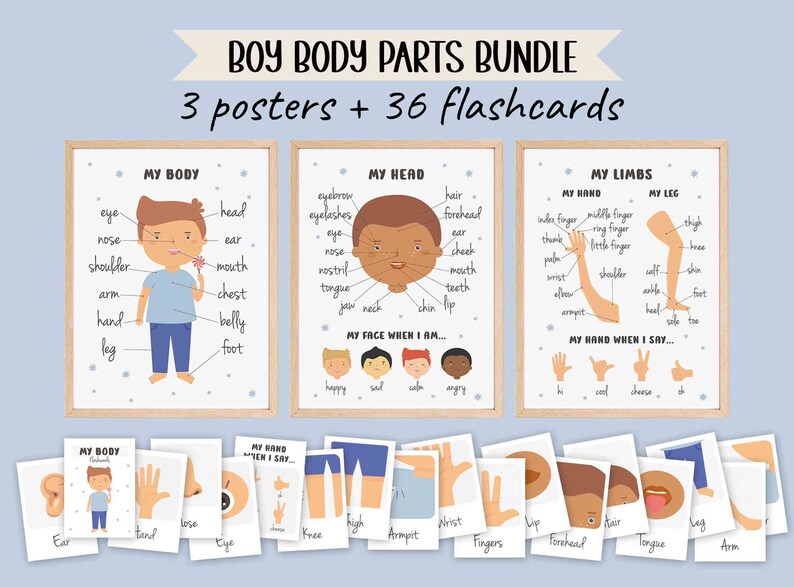 Body Parts Posters Flashcards Bundle Preschool Flash Cards Human ...
