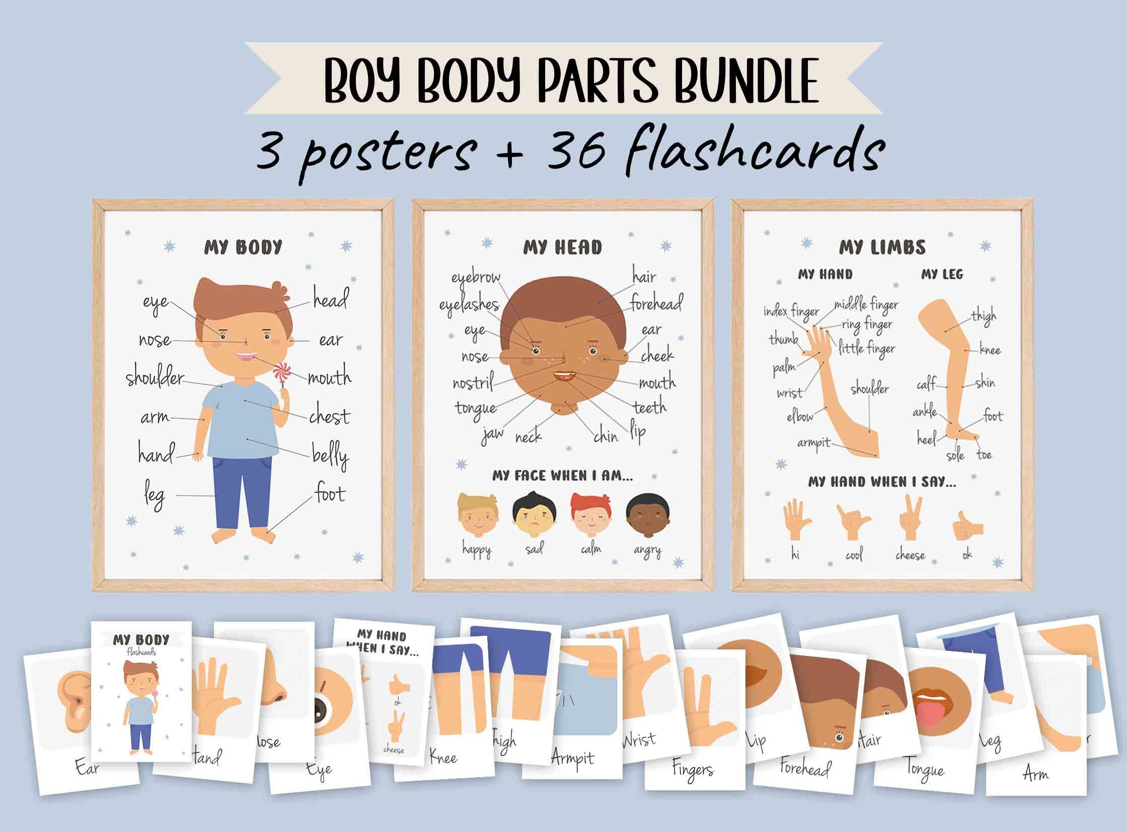 Body Parts Posters + Flashcards Bundle | Preschool Flash Cards | Human ...