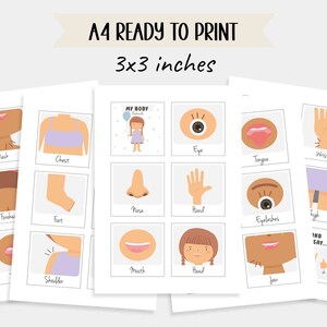 Body Parts Flashcards | Preschool Flash Card | Human Anatomy & Organs ...