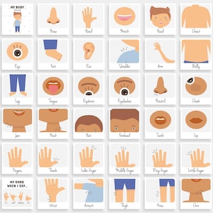 Body Parts Flashcards | Preschool Flash Card | Human Anatomy & Organs ...