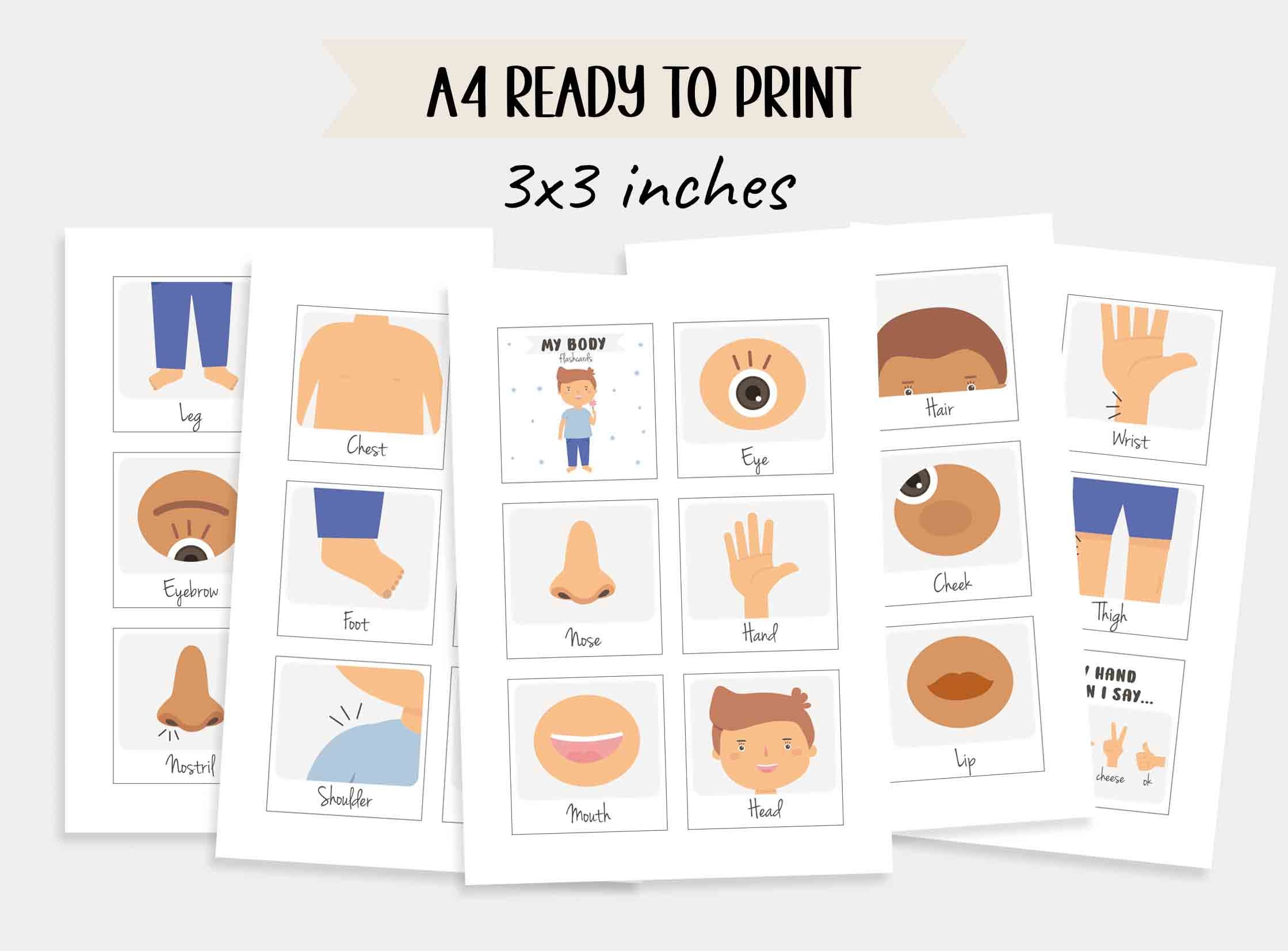 Body Parts Posters Flashcards Bundle Preschool Flash Cards Human ...