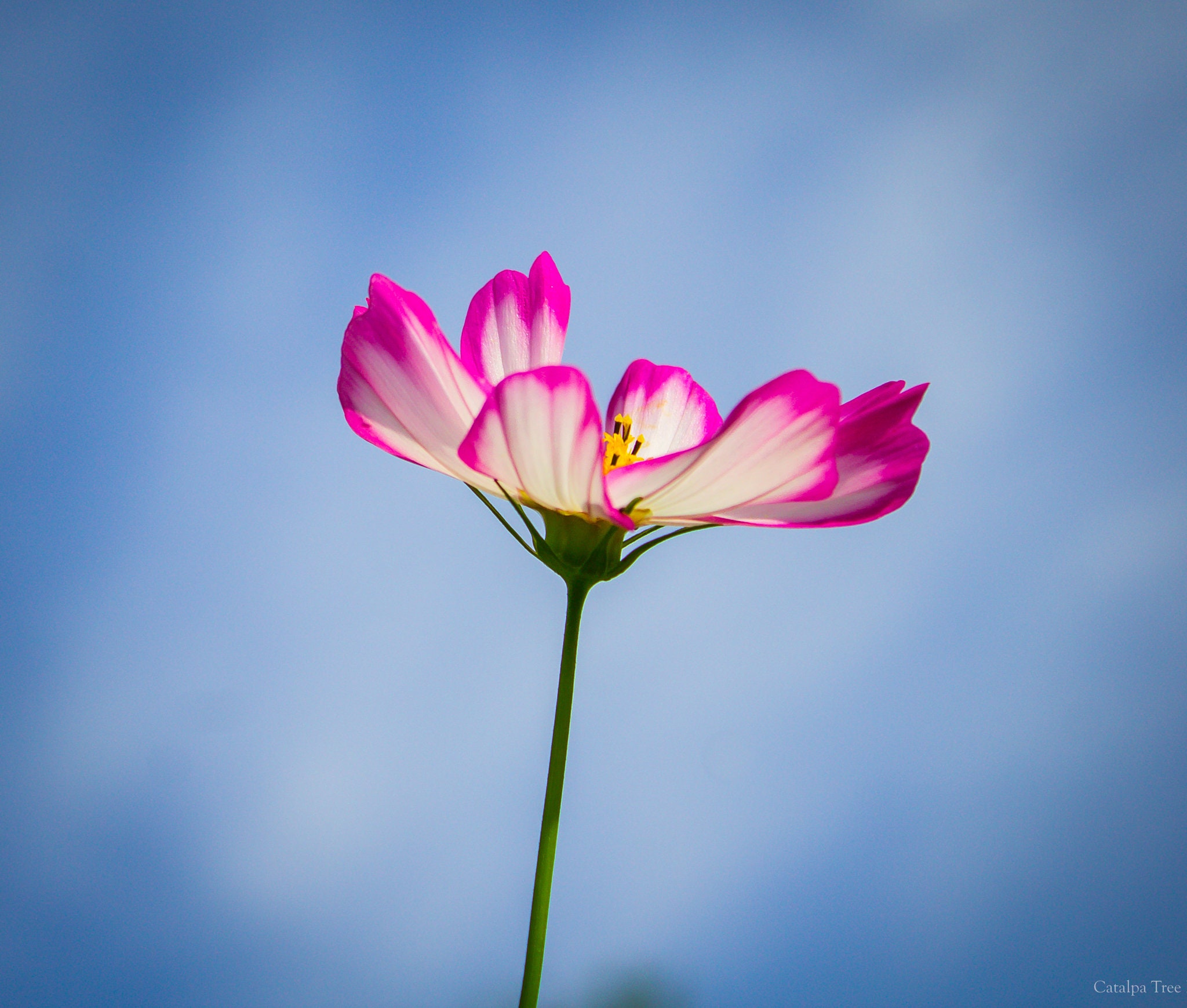 Sweet Cosmo and Blue Sky - Etsy