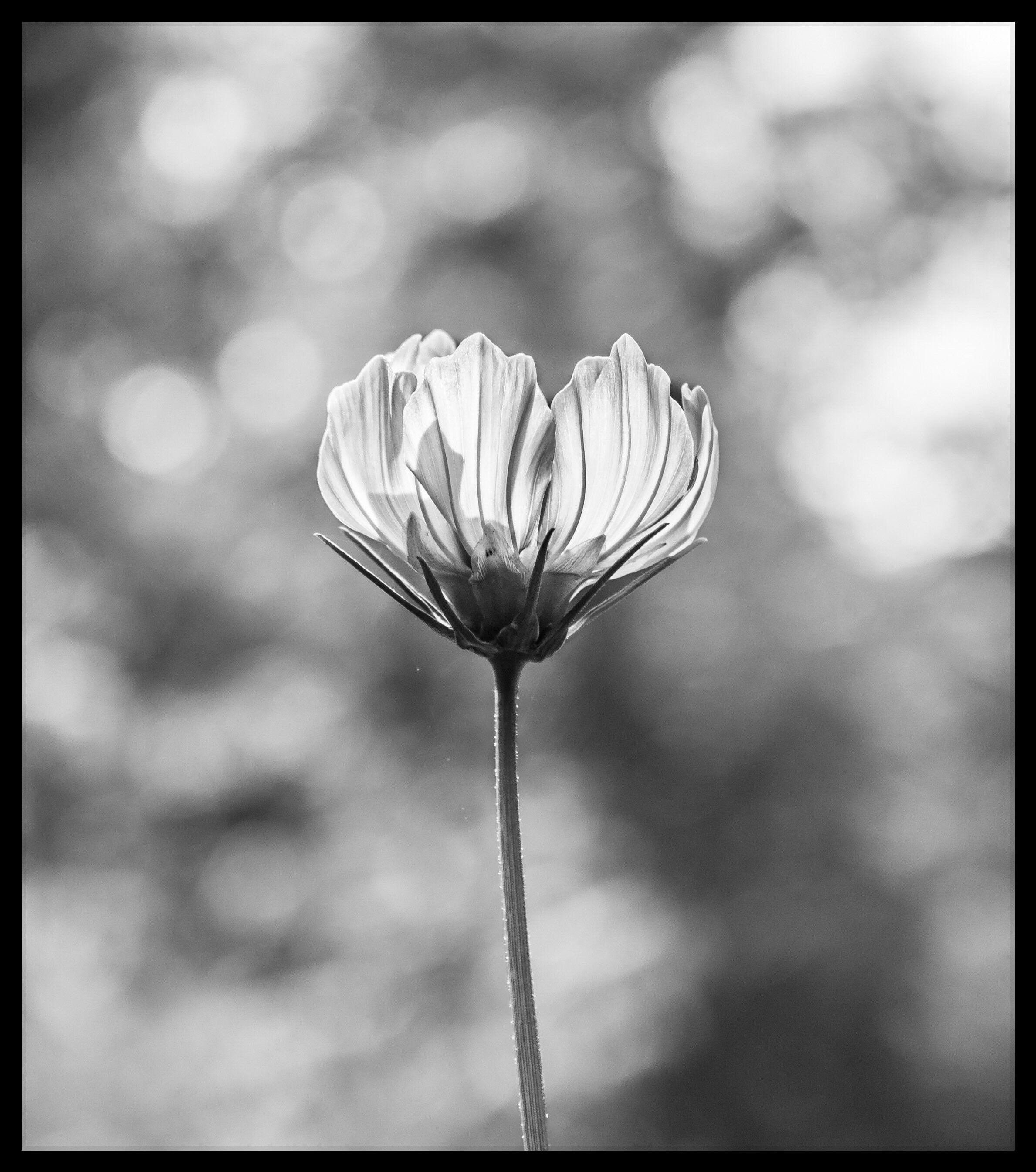 Black and White Cosmo Flower Photograph Print Digital 5 Frame - Etsy