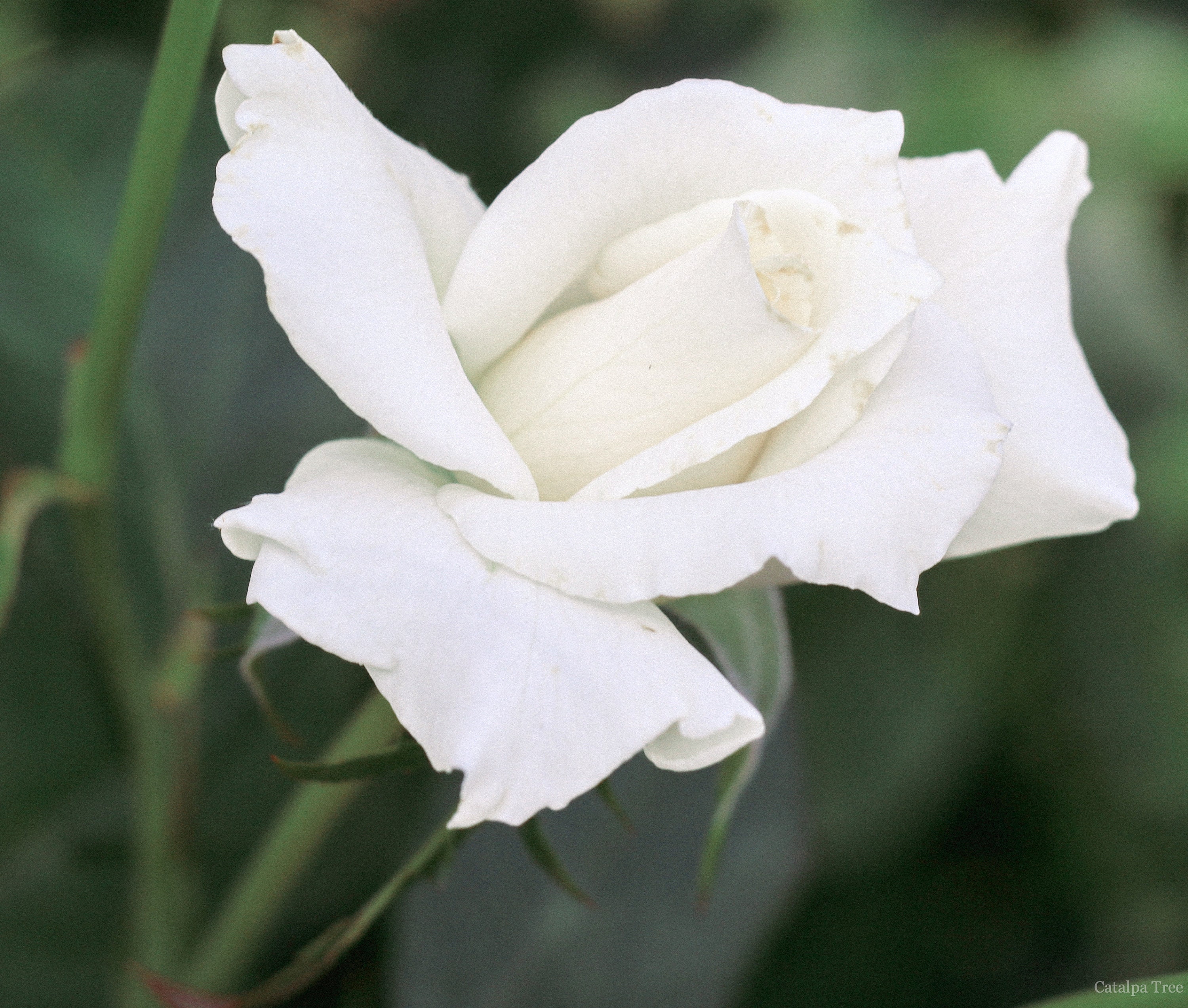 Pascali Rose Three Ways Digital Download - Etsy