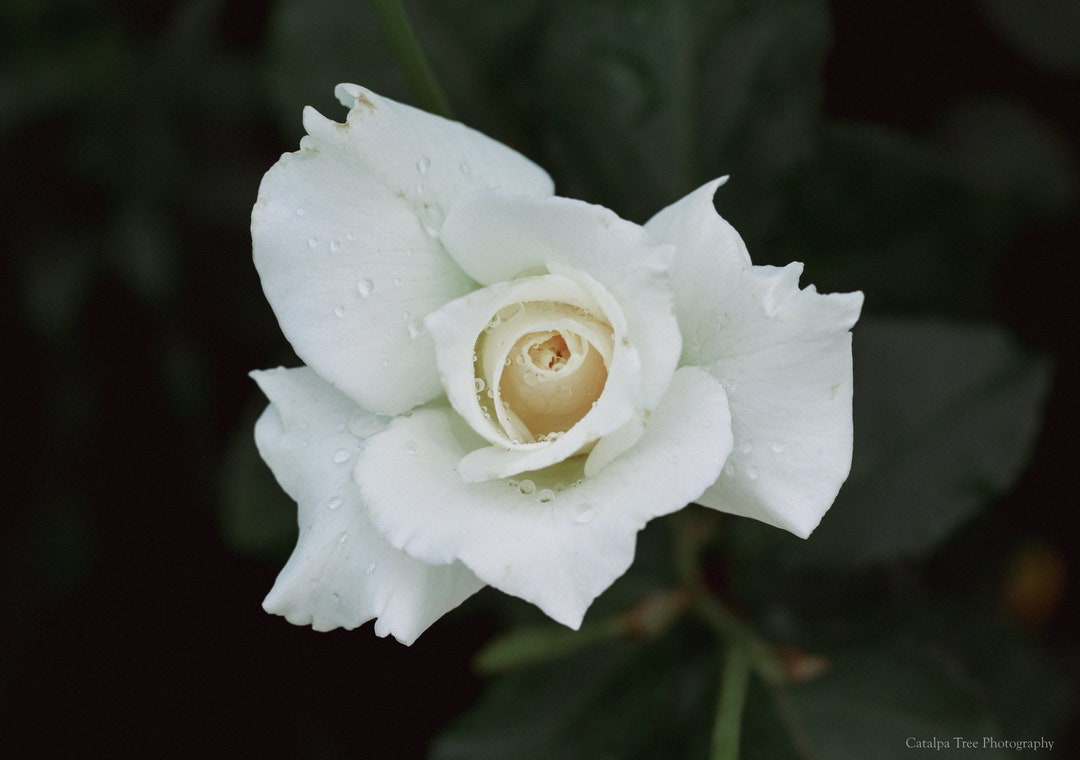 Pascali Rose Three Ways Digital Download - Etsy