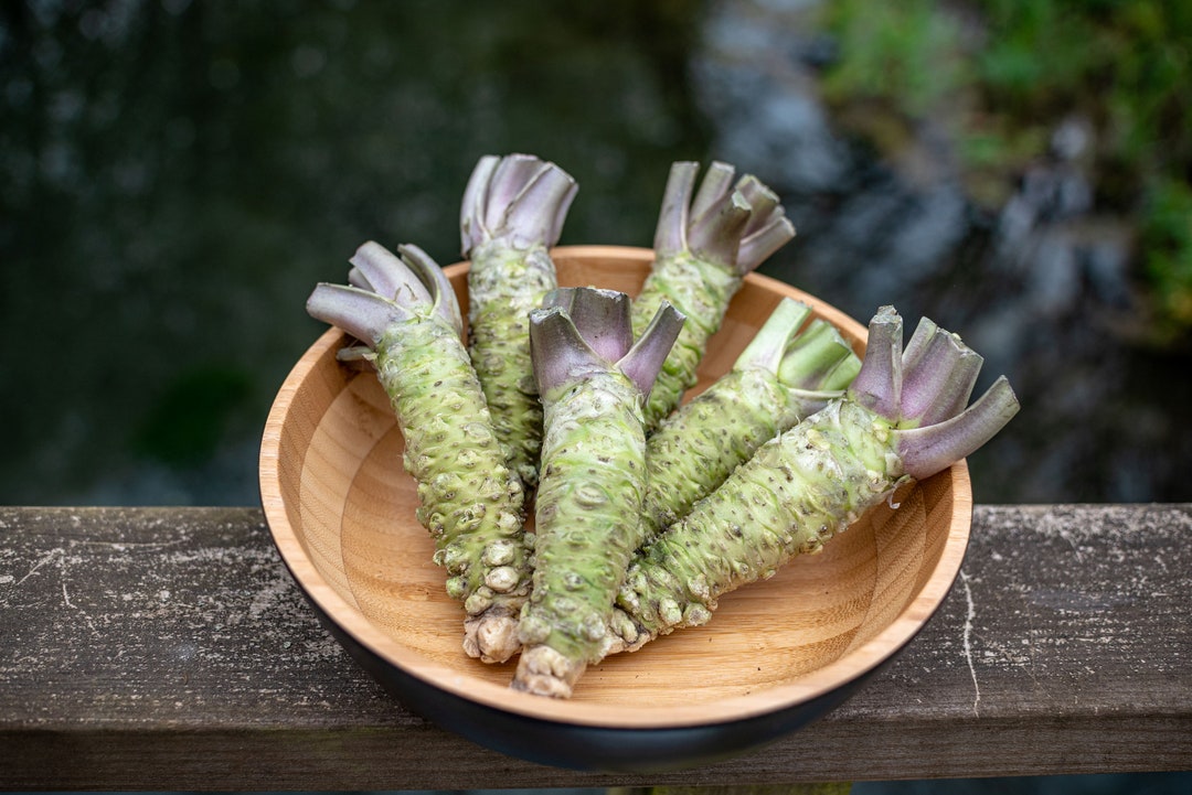 Fresh Wasabi Rhizome 50g - Etsy