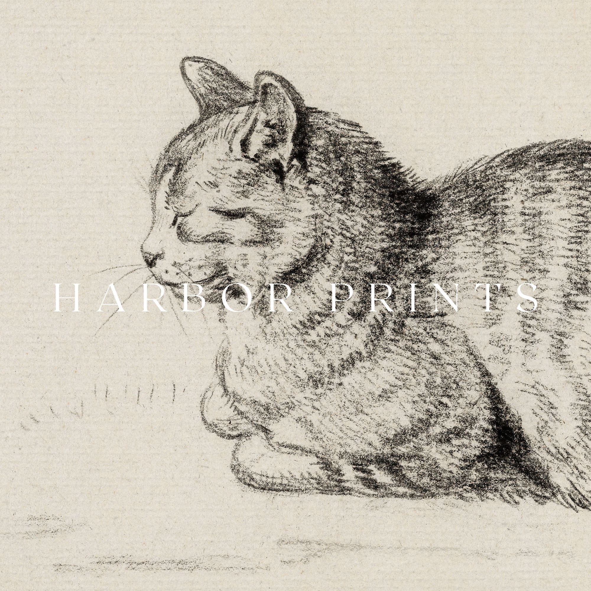 Vintage Kitten Sketch, Etching, Cat Printable Wall Art, Farmhouse Decor ...