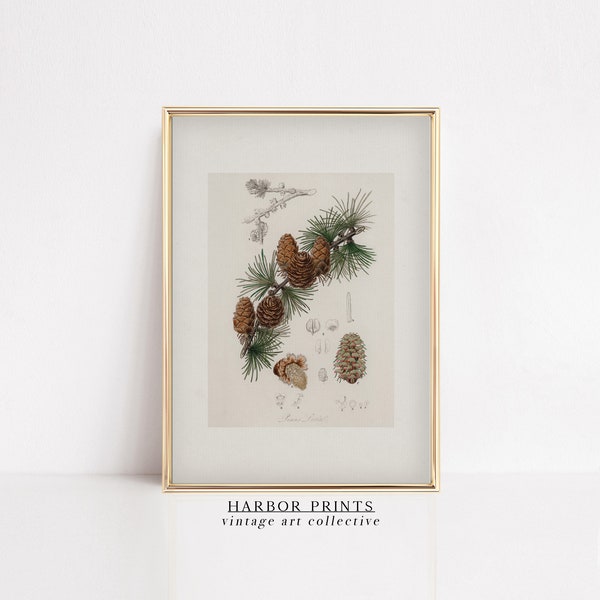 Scientific Illustration Prints - Etsy