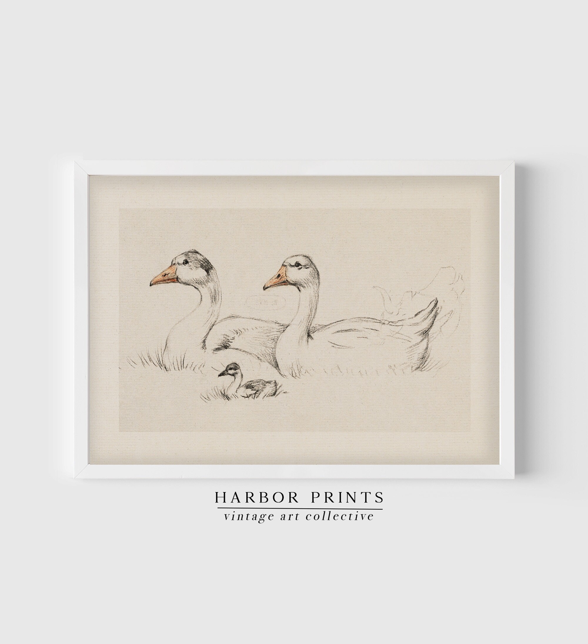 Vintage Ducks Sketch, Antique Drawing and Paintings, Farmhouse and ...