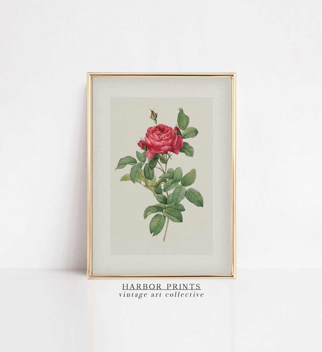 Vintage Roses Sketch, Scientific Botanical Illustration, Farmhouse ...