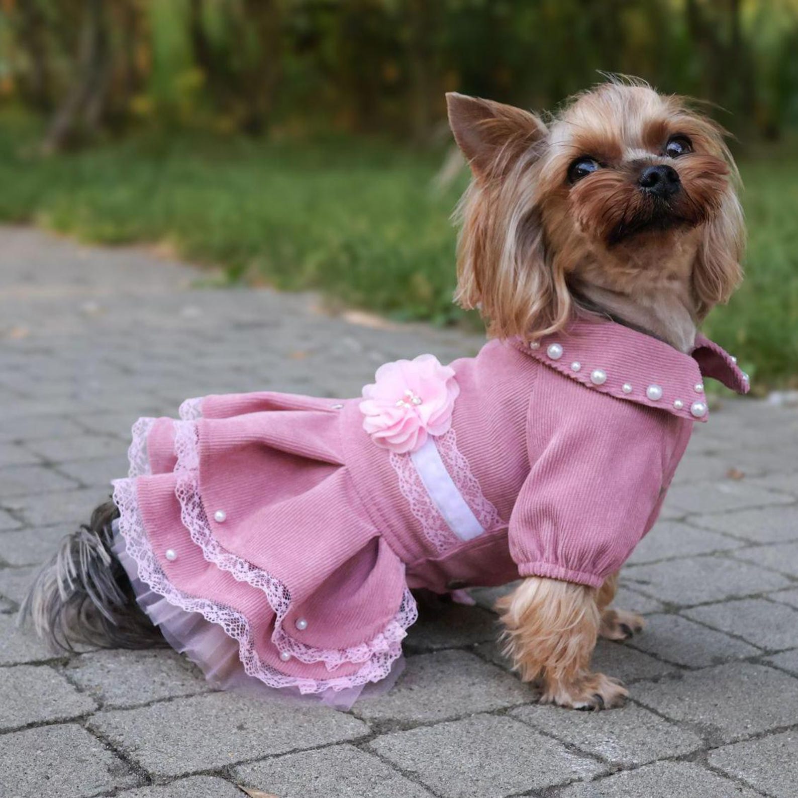 Dog Dress, Designer Small Dog Clothes, Pet Clothes, Chihuahua Girl, Dog ...