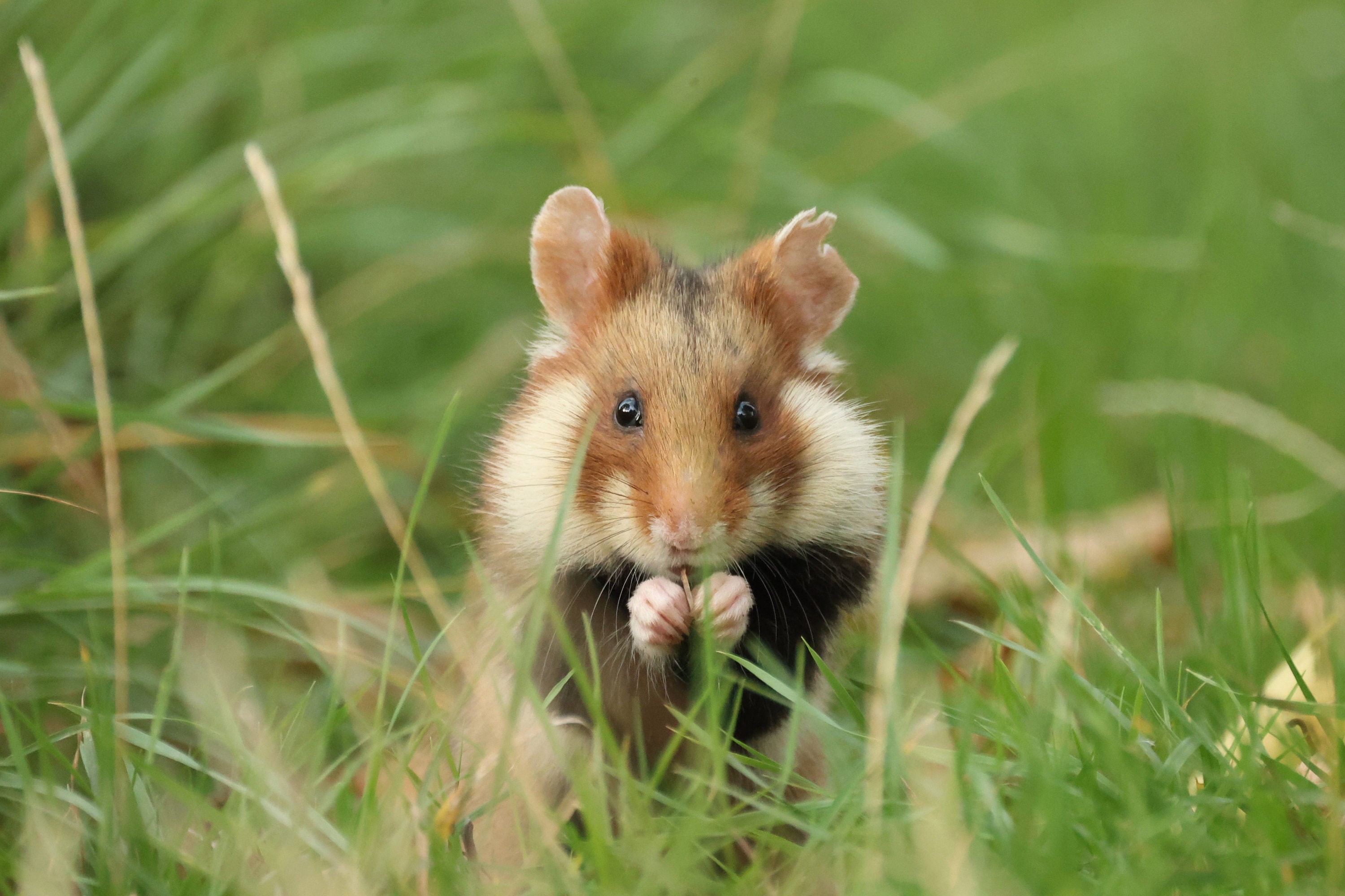 Hamster Poster Animal Poster A3 - Etsy