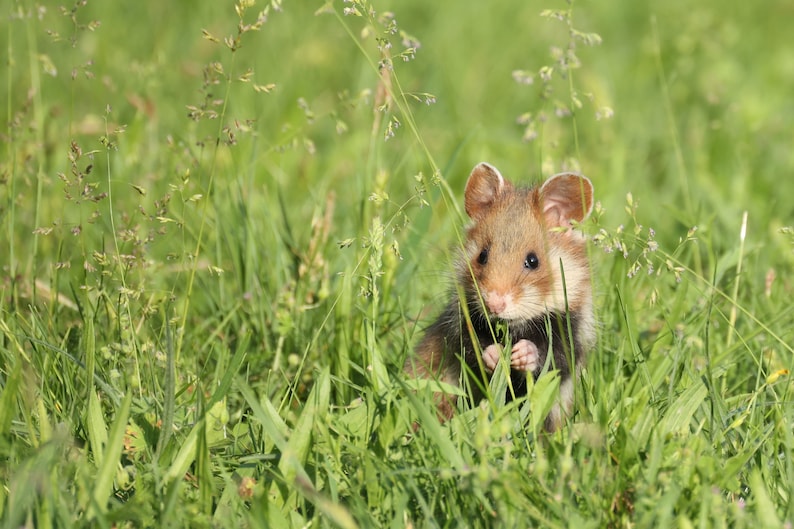 Hamster Poster Animal Poster A3 - Etsy