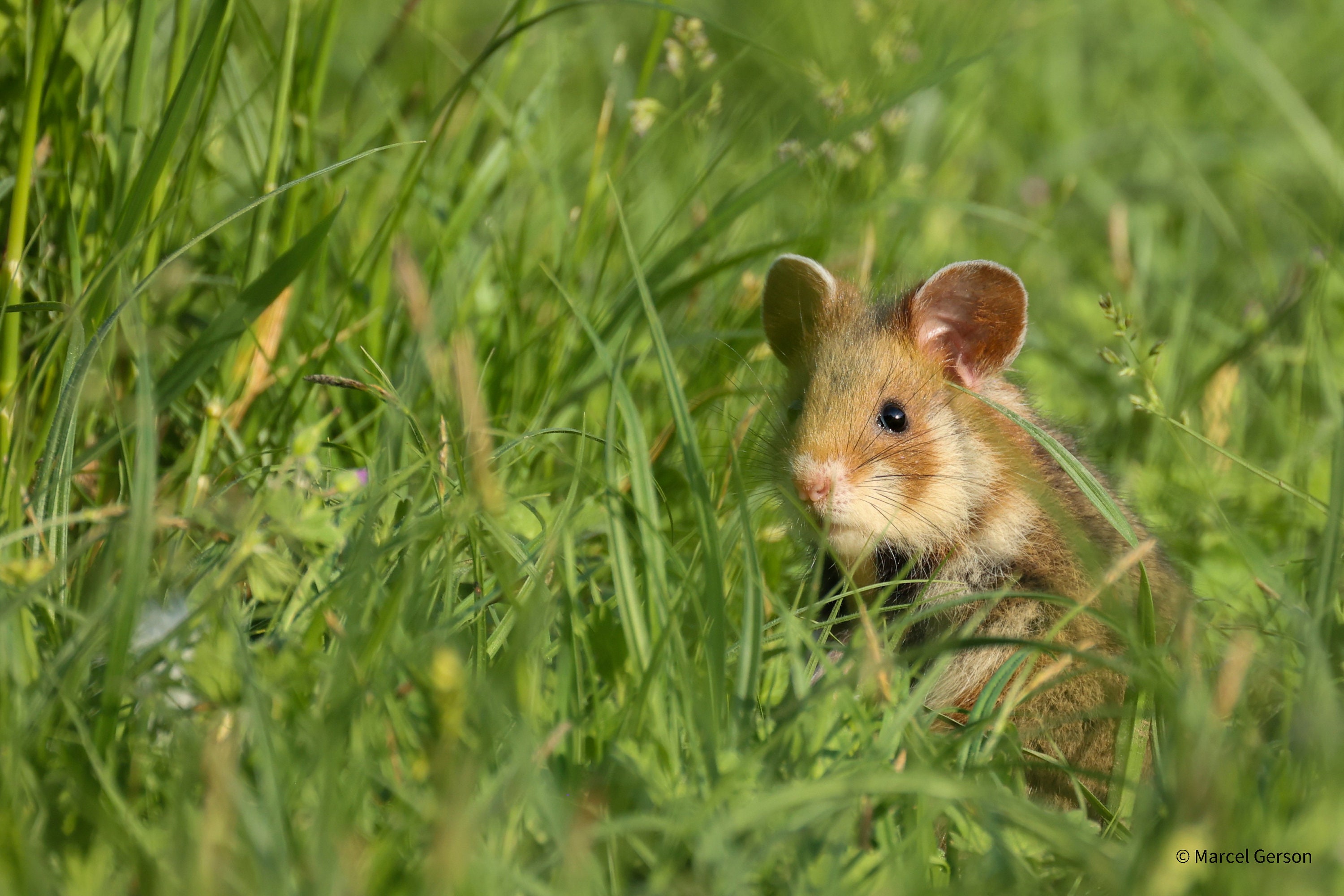 Hamster Poster Animal Poster A3 - Etsy