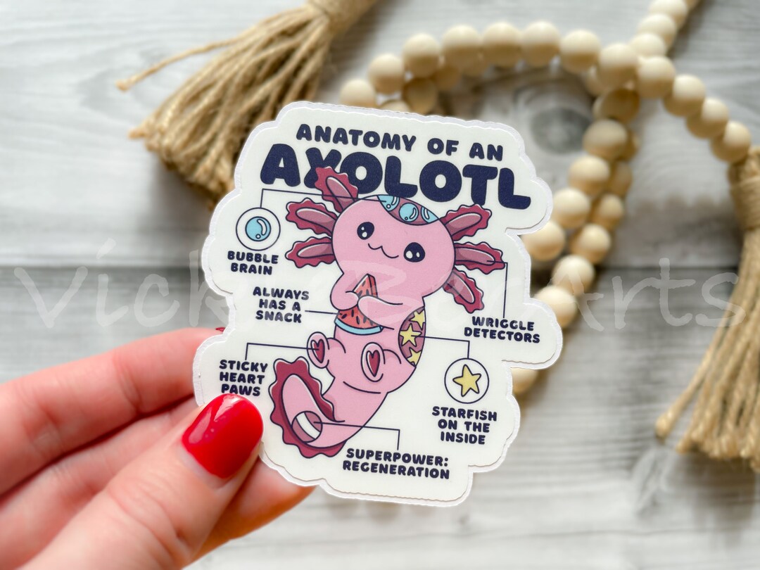 Axolotl Anatomy Waterproof Sticker, Cartoon Axolotl Decal, Cute ...