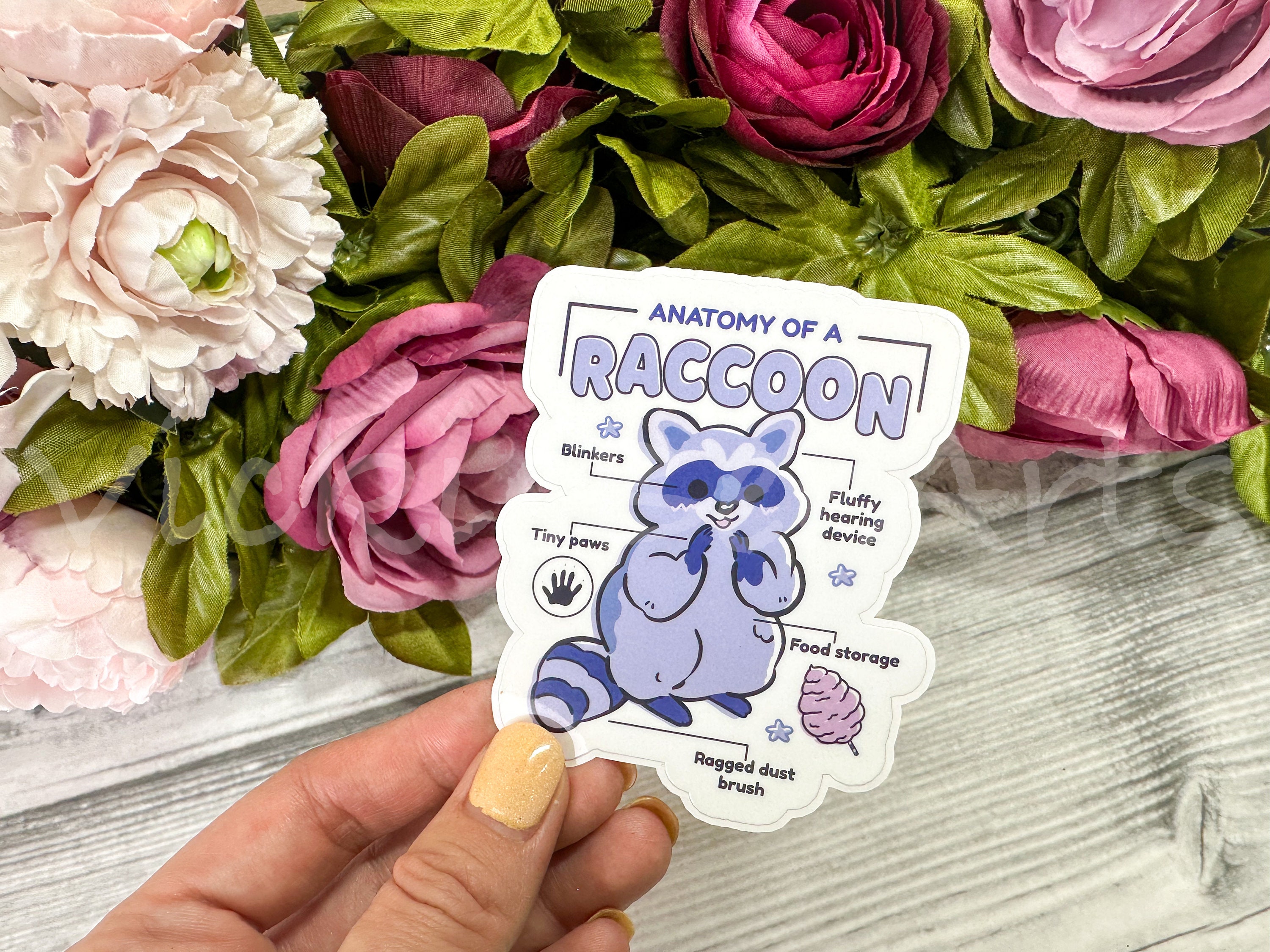 Raccoon Anatomy Waterproof Sticker Cartoon Racoon - Etsy