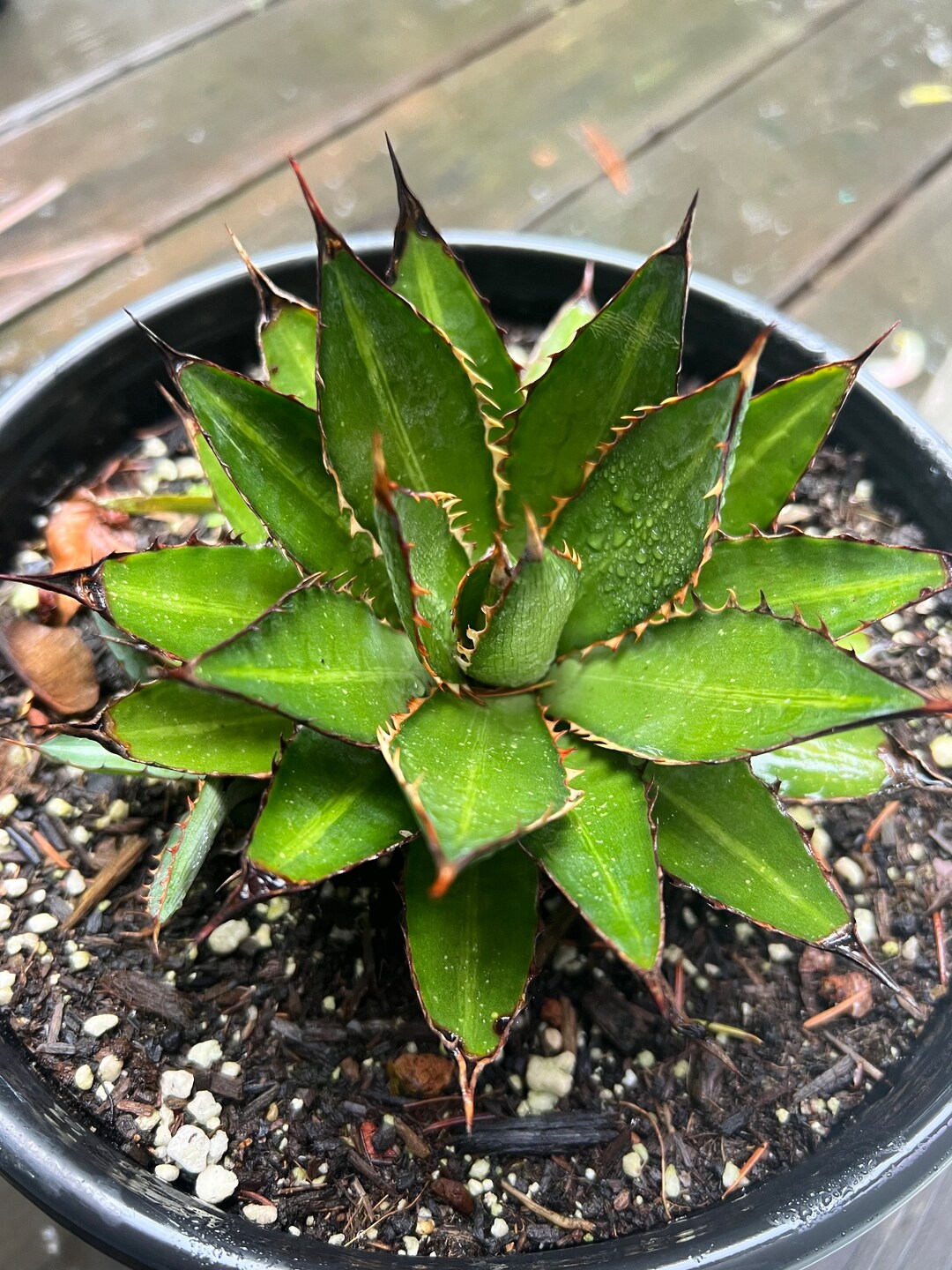 Agave Lophantha 'splendida' - Etsy