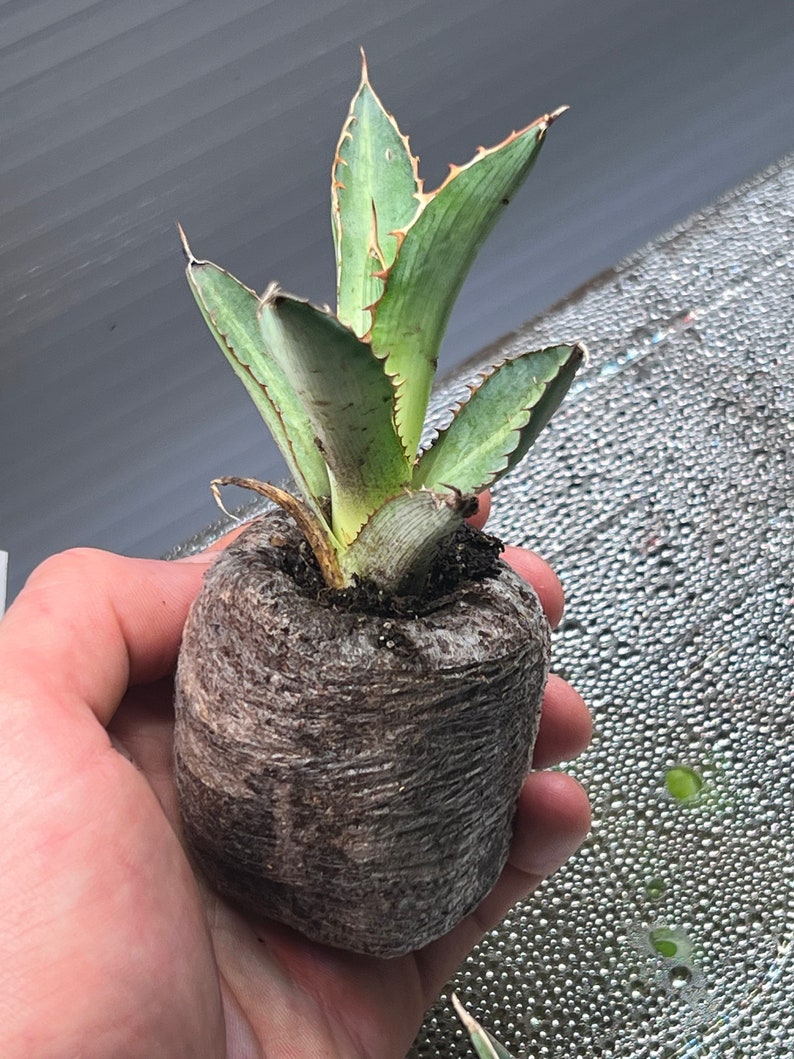 Agave Lophantha 'splendida' - Etsy