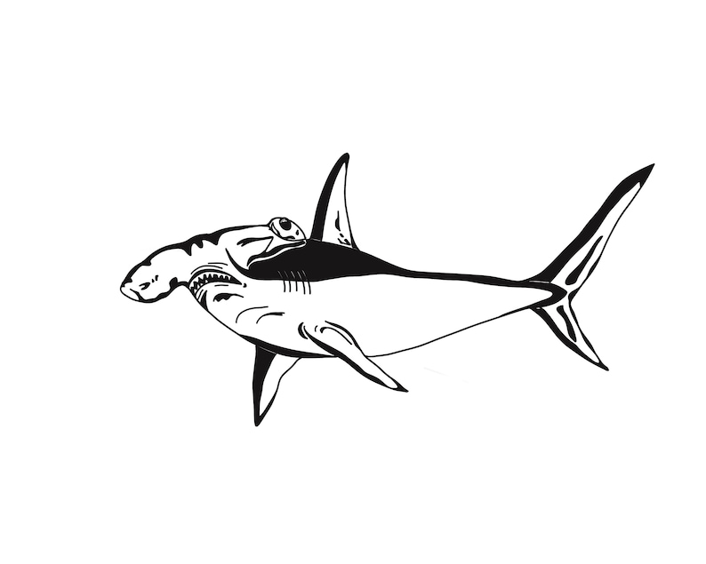 Hammerhead Shark Line Art - Etsy