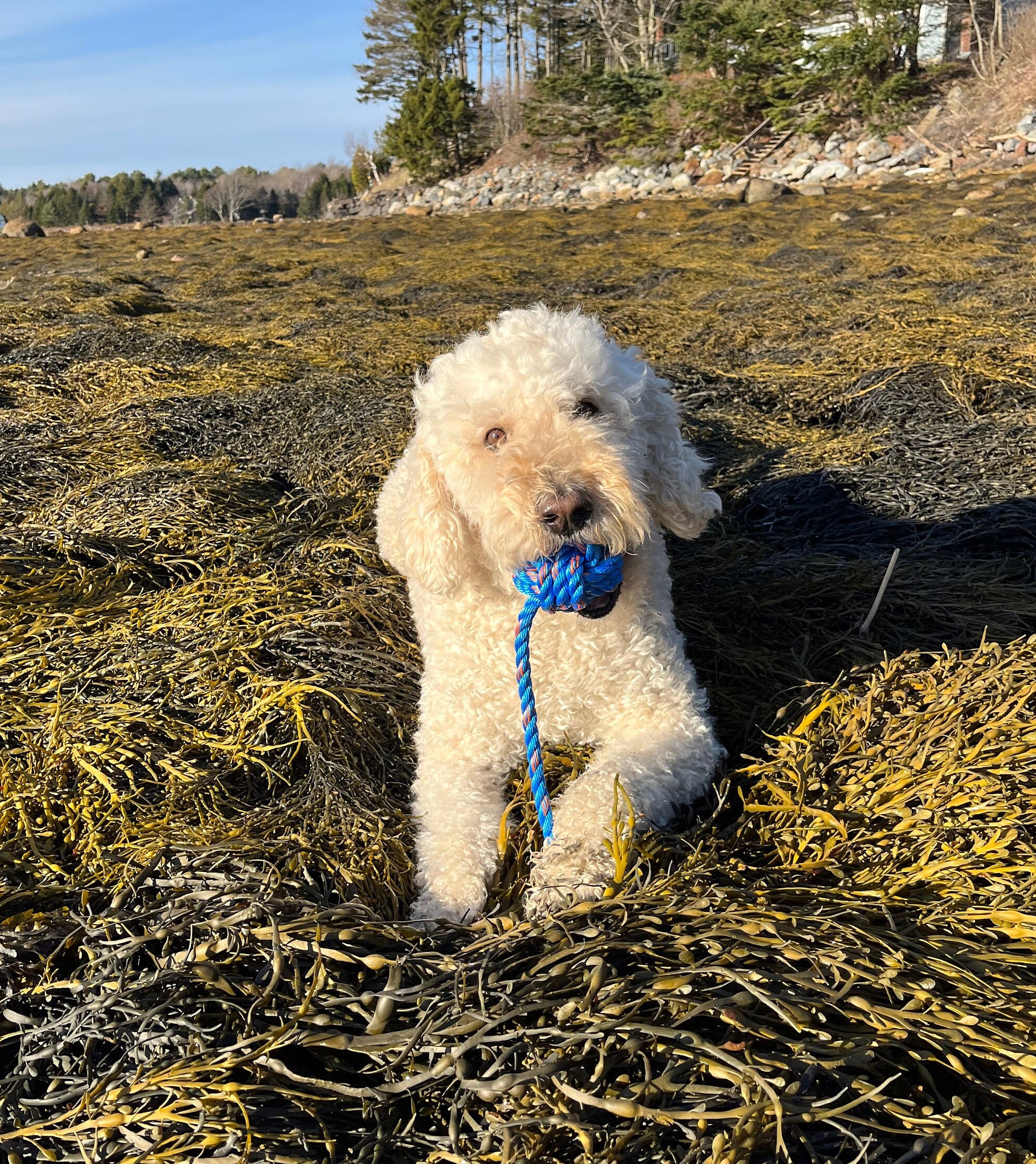 Floating Fetch Dog Toy (blue) - Etsy