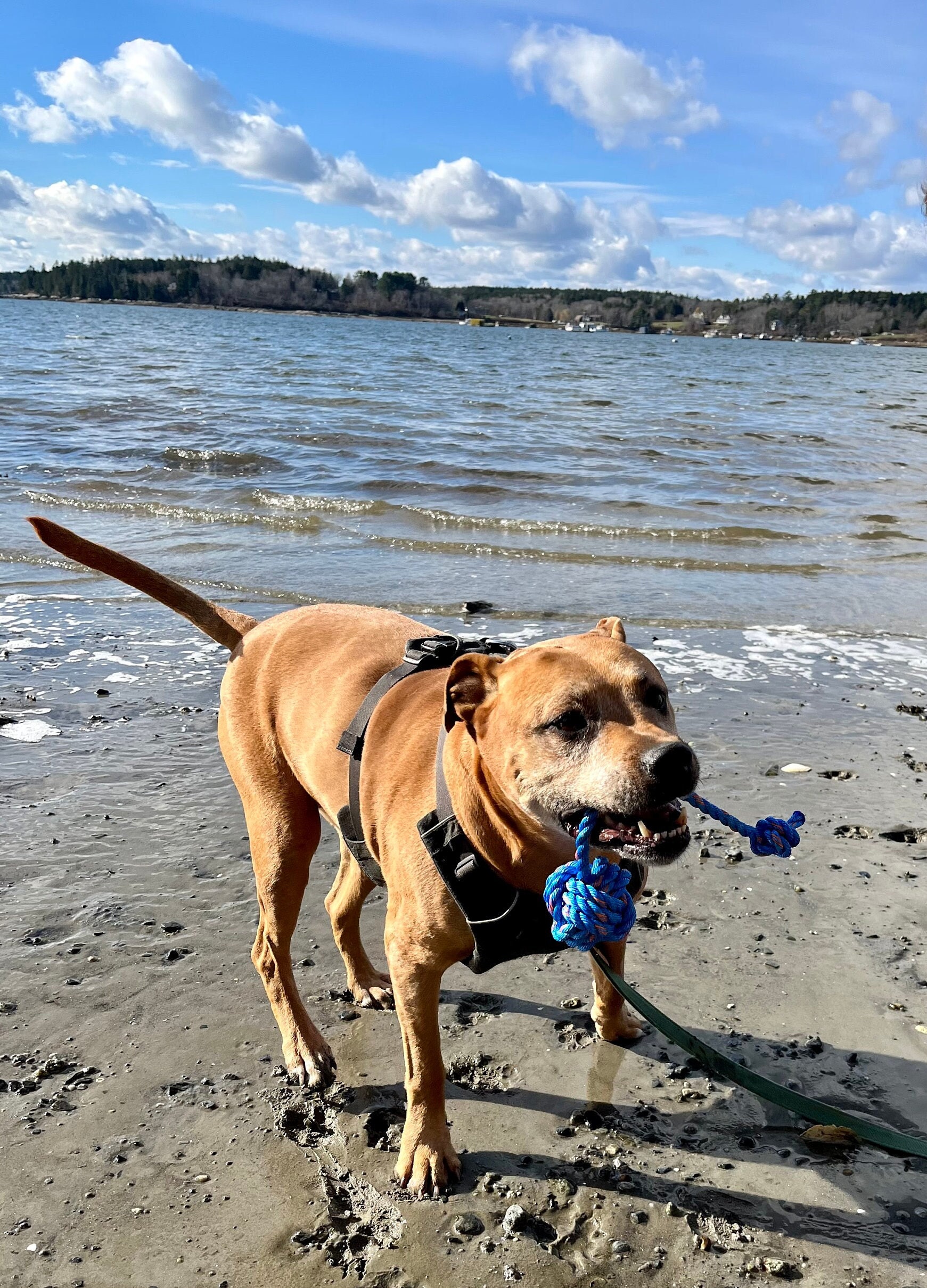 Floating Fetch Dog Toy (blue) - Etsy